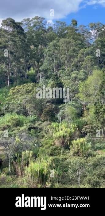 video of forest with tall tropical trees in the mountains outside ...