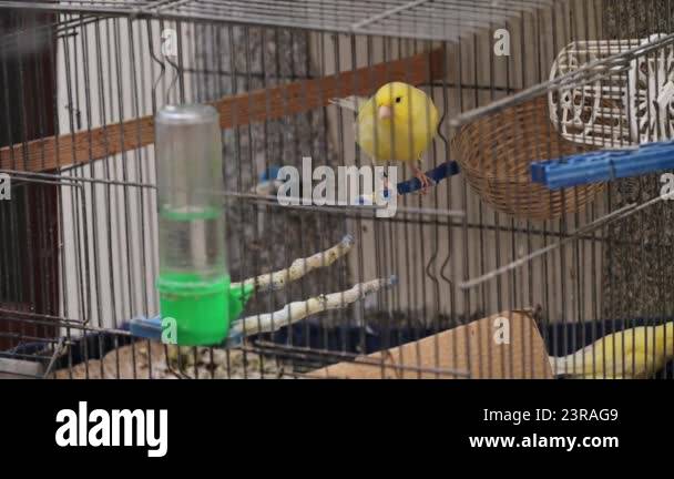 Canary birds cage Stock Videos & Footage - HD and 4K Video Clips - Alamy