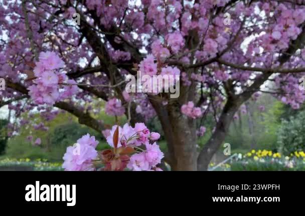 Sakura bright spring flowers the branches of a tree fall in the wind ...