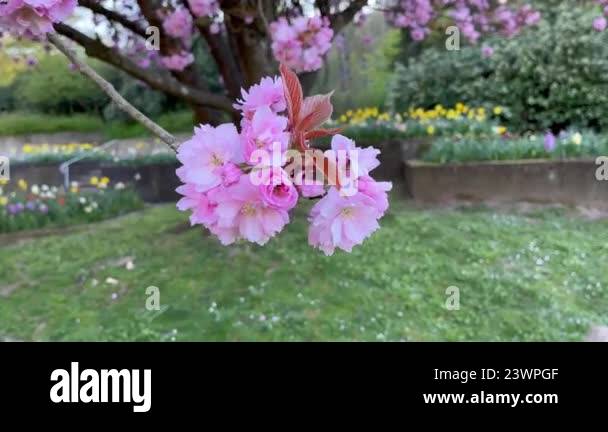 Sakura bright spring flowers the branches of a tree fall in the wind ...
