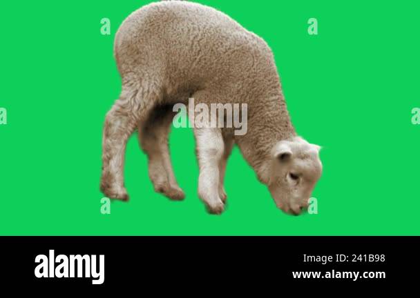 Sheep on a green screen Stock Video Footage - Alamy