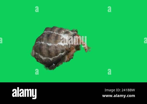 Hermit Crab Paguro walks green screen 3D Rendering Animation Stock ...