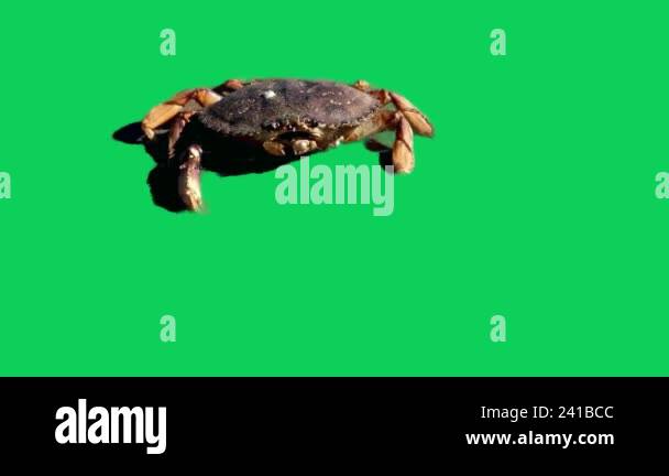 This stock video shows a crab moving in front of a green screen Stock ...
