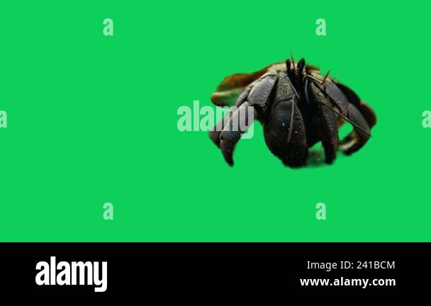 Hermit Crab Paguro walks green screen 3D Rendering Animation Stock ...