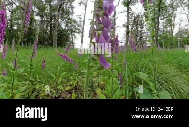 Wild foxglove field blooming in a German forest with lush greenery and ...