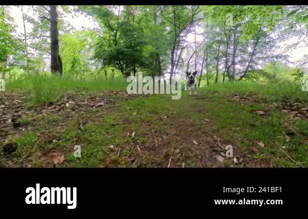 Dog running in slow motion across a meadow in the forest with dynamic ...