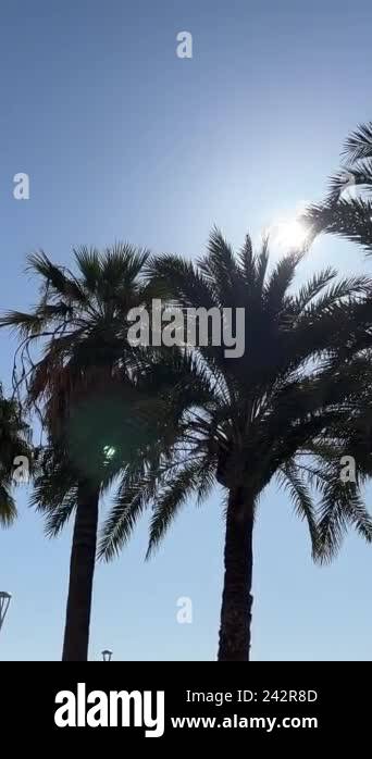 palm trees against the sky Croisette, Promenade de la Croisette, Boulevard de la Vidom, Cannes ...