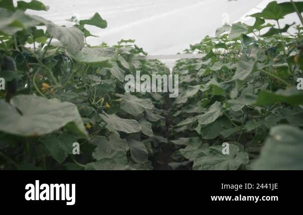 Exploring the tranquil beauty of a greenhouse filled with lush greenery ...