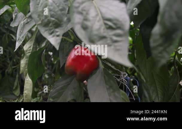 Captivating slow motion captures of red bell pepper ripening in a lush ...