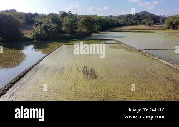 view of vibrant rice paddies in the countryside, showcasing flooded ...