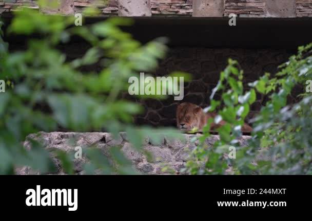 A majestic lion rests beautifully on the paving stones, demonstrating ...
