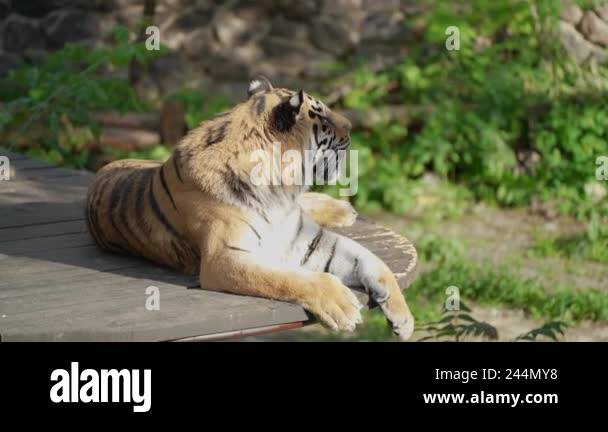 A beautiful tiger enjoys a moment of peace on a wooden platform with ...