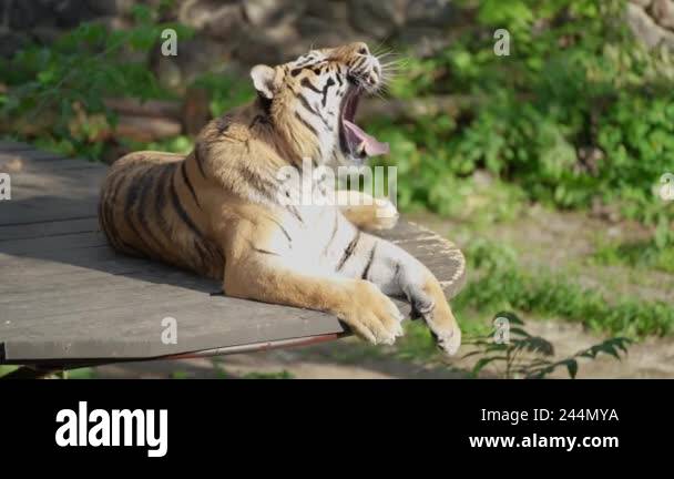 A beautiful tiger enjoys a moment of peace on a wooden platform with ...