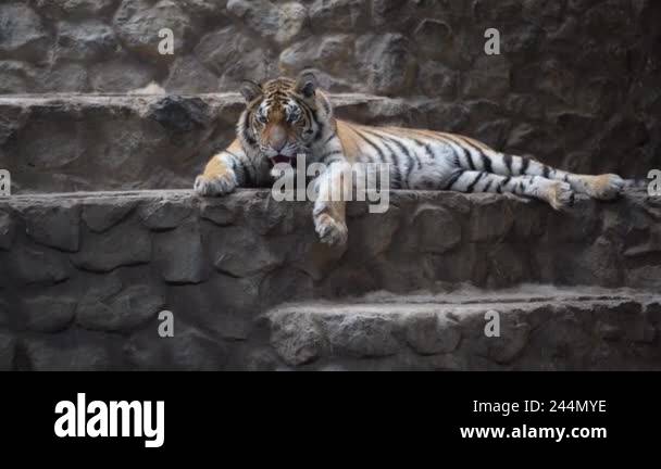 A tiger gracefully lies on a rocky staircase in a zoo, highlighting its ...