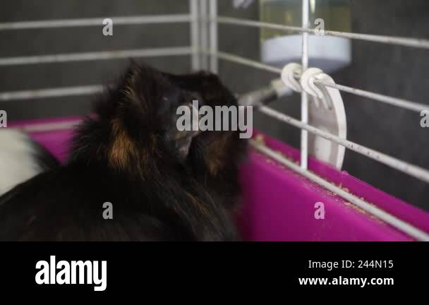 A black guinea pig in a cage with a pink bottom with food and ...