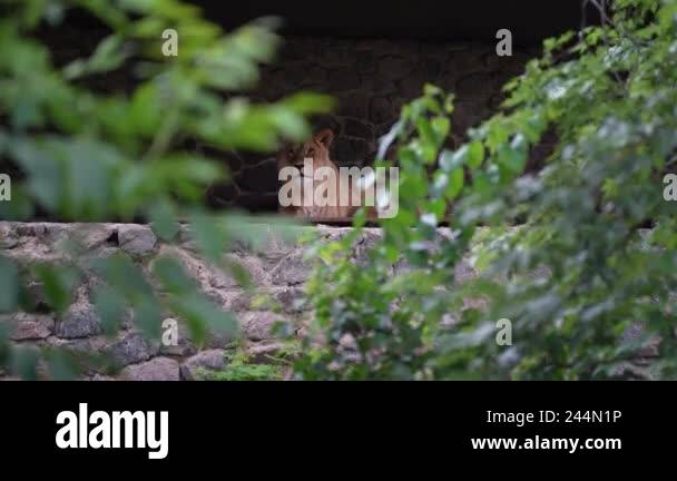 Through the green foliage, a dangerous cat can be seen galloping at ...