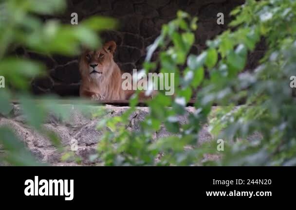 A majestic lion rests beautifully on the paving stones, demonstrating ...