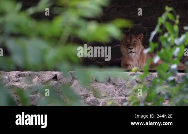 A majestic lion rests beautifully on the paving stones, demonstrating ...