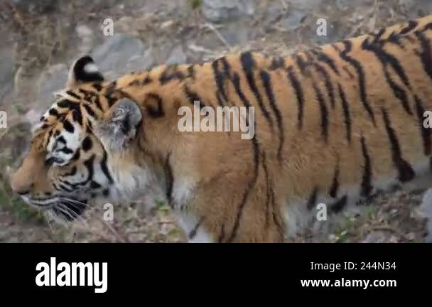 A tiger on its strong muscular legs walks through its territory. A ...