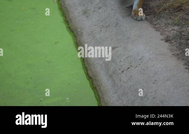 A Bengal tiger walks along the asphalt shore of a pond. A pond in a zoo ...