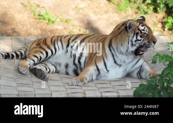 A majestic tiger rests on a sidewalk with green leaves in the ...