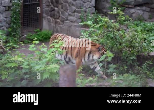 A tiger gracefully moves through dense vegetation, blending in with ...