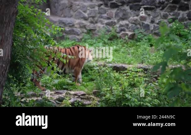 A tiger on the move in the green, rocky environment of the zoo ...