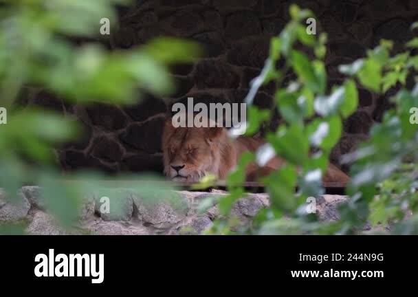 A majestic lion rests beautifully on the paving stones, demonstrating ...