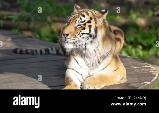 A calm tiger rests on a paved floor surrounded by bright green trees in ...