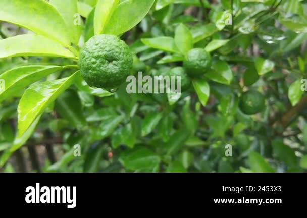 Kaffir lime or makrut or bergamot fruit on tree (Citrus hystrix) in ...