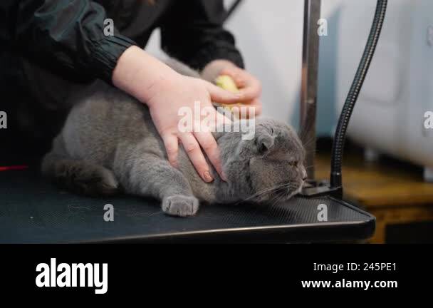 A professional groomer carefully brushes a gray cat on a grooming table ...