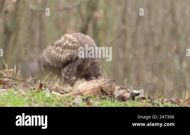 Common buzzard Buteo buteo eats european hare Lepus europaeus in a ...
