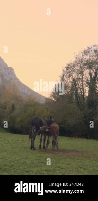 Mother donkey nursing her foal in a galician animal sanctuary, with ...