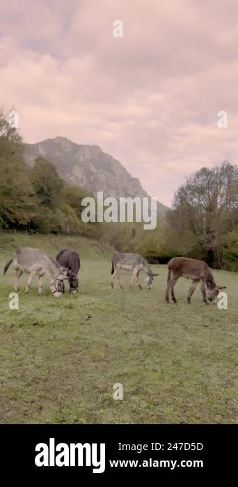Farm animals graze peacefully in a galician sanctuary, enjoying the ...