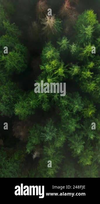 Top-down view shows a dense, green pine forest through the clouds, creating a natural and lush ...