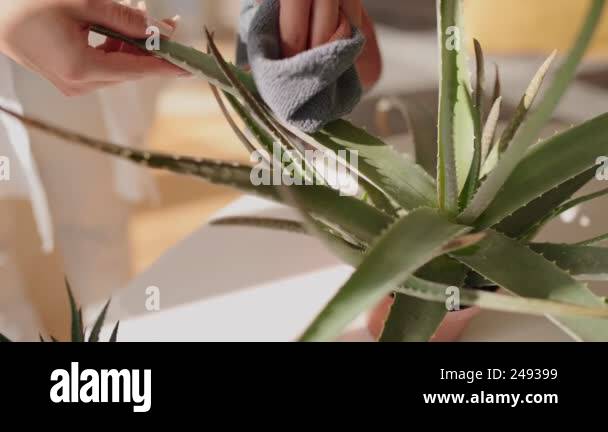Close-up of hands gently wiping off dust from an aloe vera plant with a ...