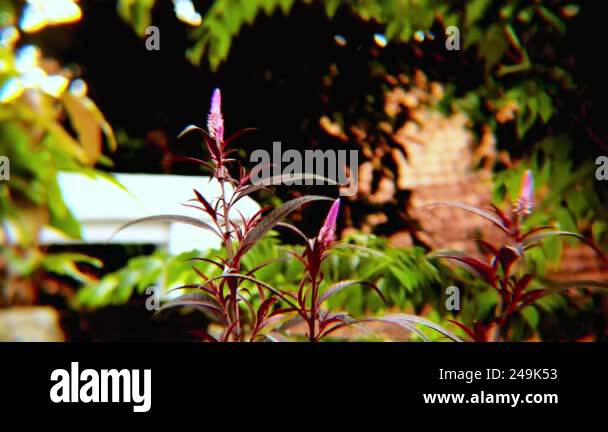 Delicate pink flowers sway gently in the breeze, creating a peaceful ...