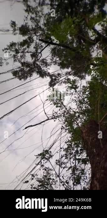 Lush green tree branches reach towards a sky crisscrossed with power ...