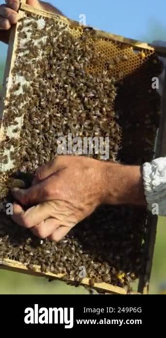 Frames of a bee hive. Hand of beekeeper is working with bees and ...