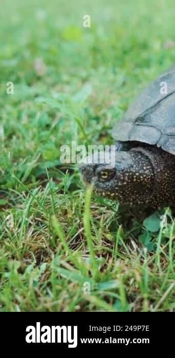 Tortoise in the grass. Wild turtle outdoors. Vertical video Stock Video ...