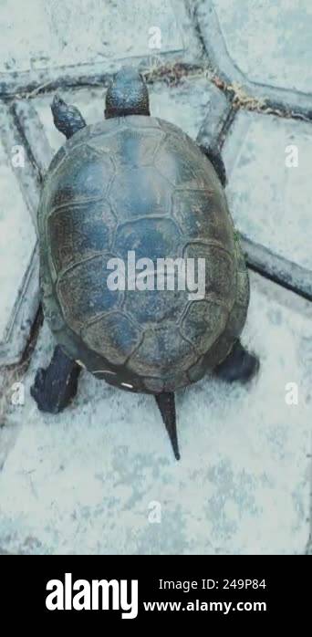 Turtle walking on the way. View from above Vertical video Stock Video ...