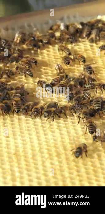 Beekeeper inspects the frames with honeycombs. Frames of a beehive ...
