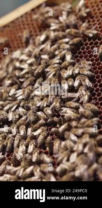 Frame with bees in beekeeper's hands. Large family of honey bees ...