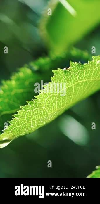 Watering the green grass. Sparkling water spraying out of sprinkler on ...