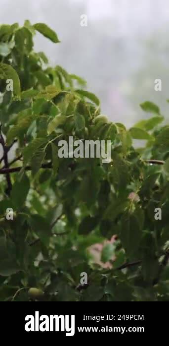 Green tree branches under the falling rain. Walnut Vertical video Stock ...