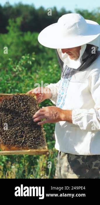 Beekeeper is working with bees and beehives on the apiary. Beekeeper on ...