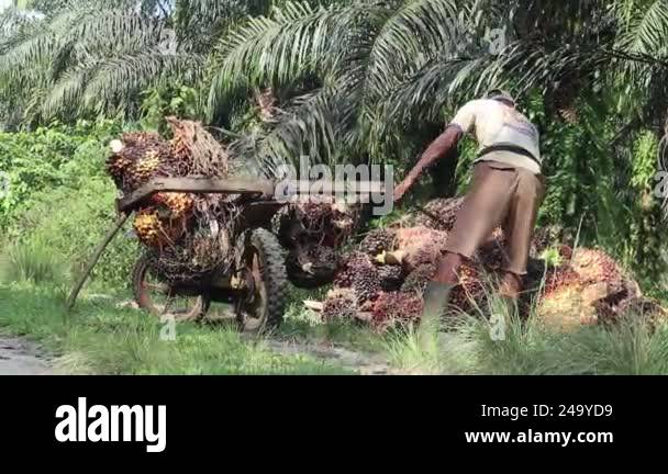 palm oil harvesting activities farmers collect palm oil.bengkulu ...