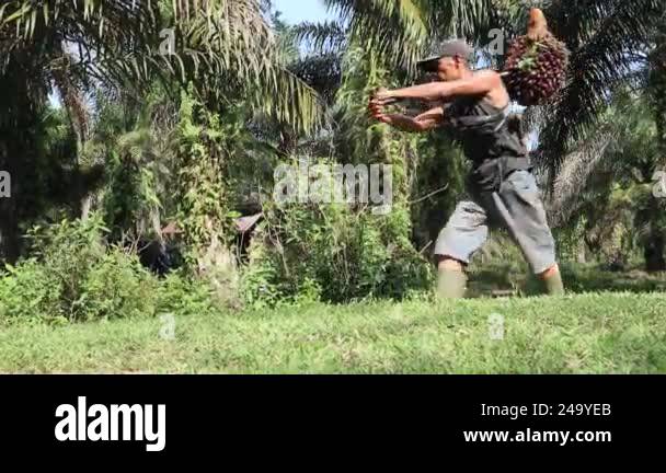 The activities of oil palm farmers are harvesting and transporting oil ...