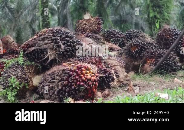 pile of ripe oil palm fruit Stock Video Footage - Alamy