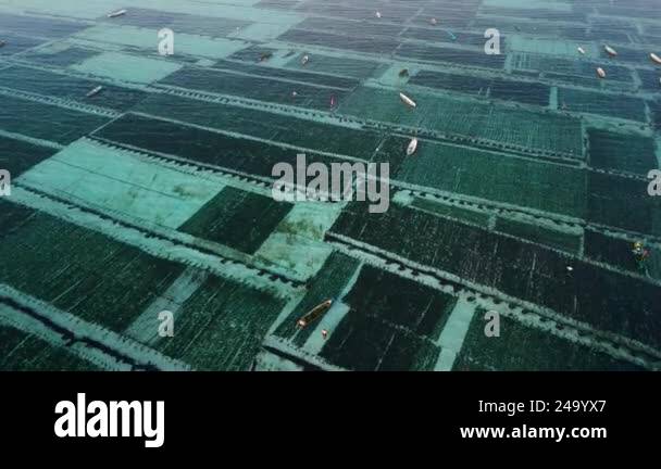 Above view of seaweed farm in ocean at Lembongan island in Indonesia ...